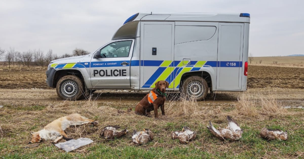 Czech conservationists call for special police unit to protect wildlife ...